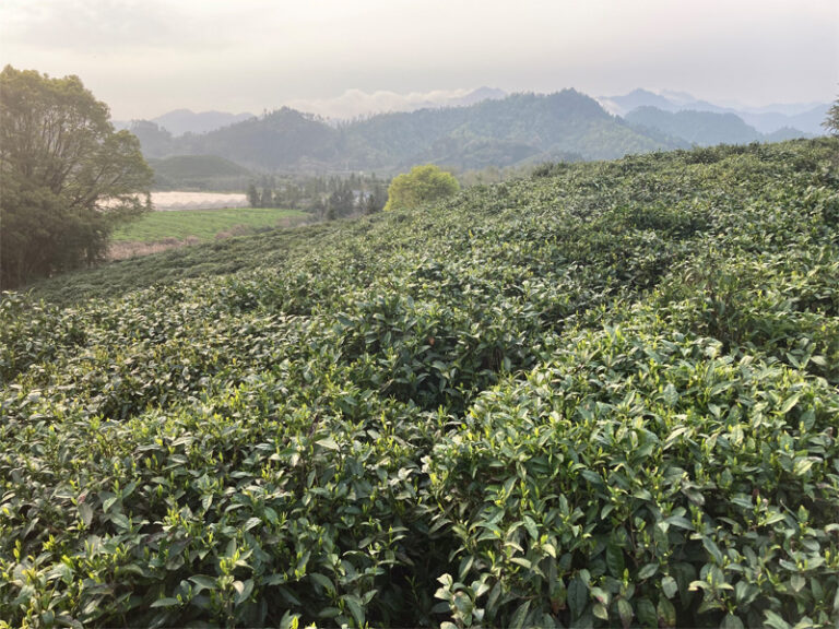 Organic Long Jing Green Tea | Changsha Wufeng Tea Co.,Ltd