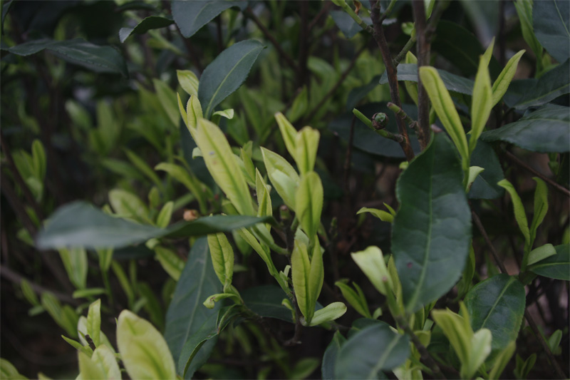 Anji Bai Cha | Changsha Wufeng Tea Co.,Ltd