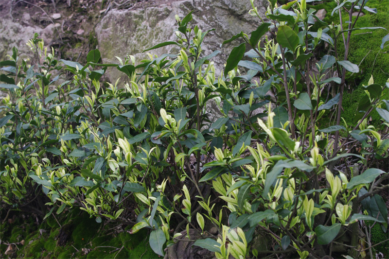 Anji Bai Cha | Changsha Wufeng Tea Co.,Ltd