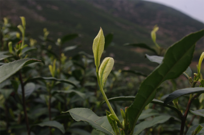 Anji Bai Cha | Changsha Wufeng Tea Co.,Ltd