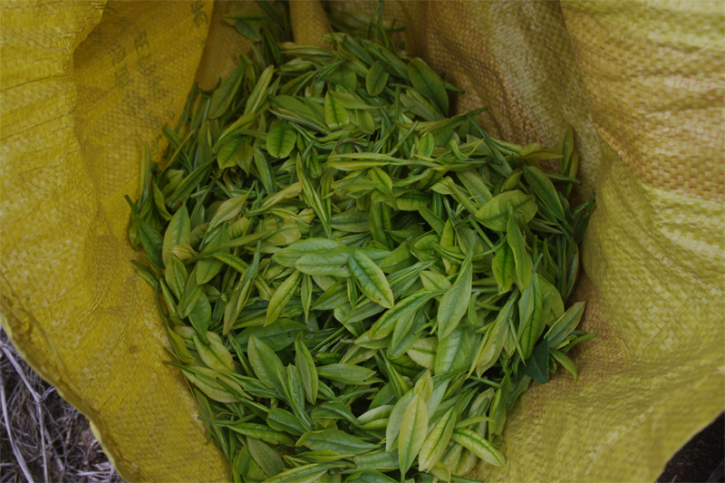 Anji Bai Cha | Changsha Wufeng Tea Co.,Ltd