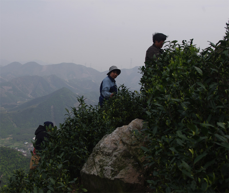 Anji Bai Cha | Changsha Wufeng Tea Co.,Ltd