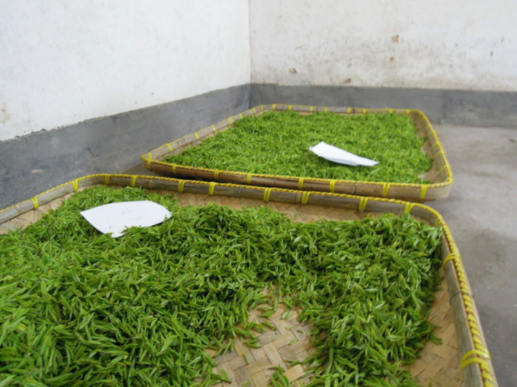 Anji Bai Cha – Premium | China teas