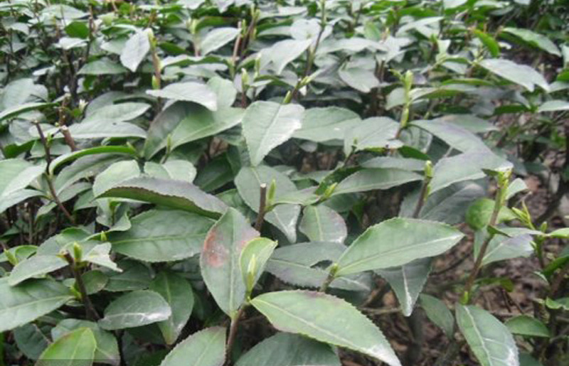 Meng Ding Gan Lu | Changsha Wufeng Tea Co.,Ltd