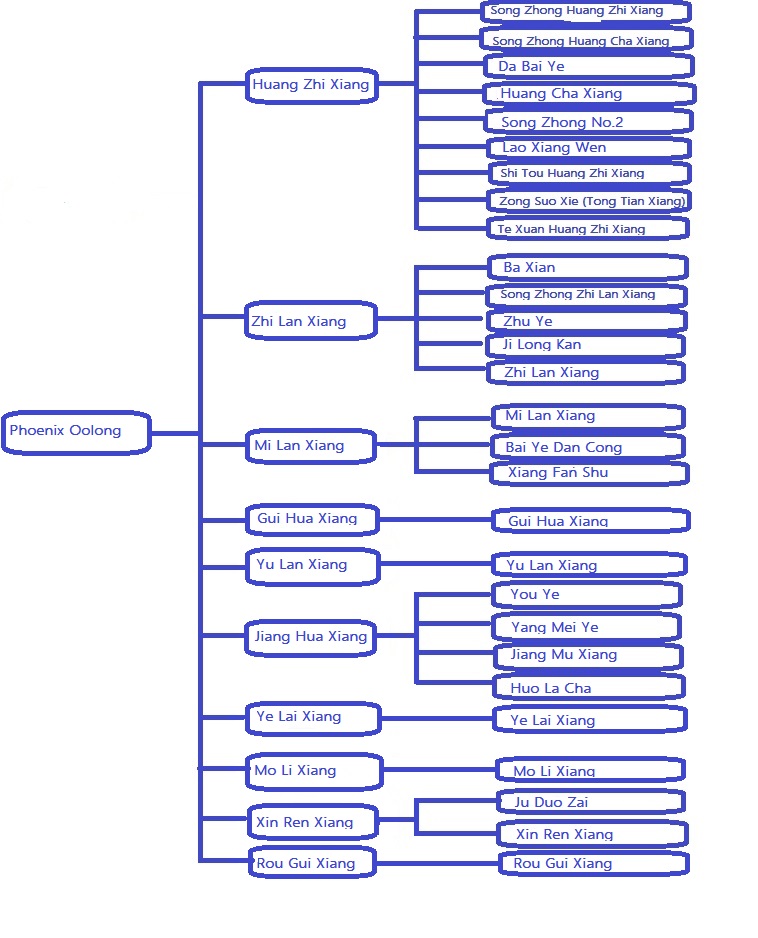 Feng Huang Dan Cong | Changsha Wufeng Tea Co.,Ltd