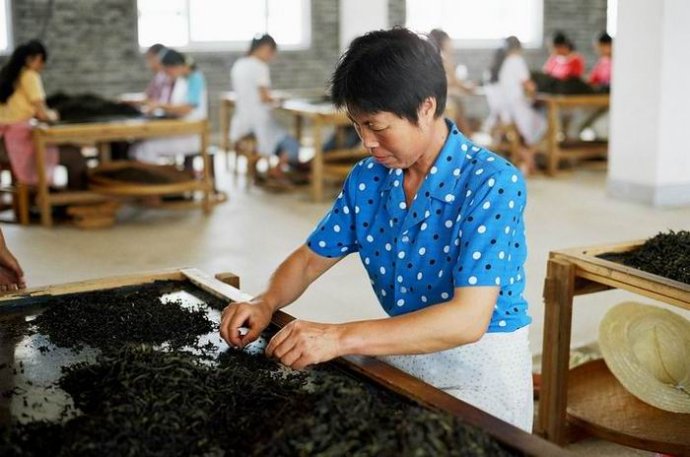 Wuyi Rock Tea | Changsha Wufeng Tea Co.,Ltd