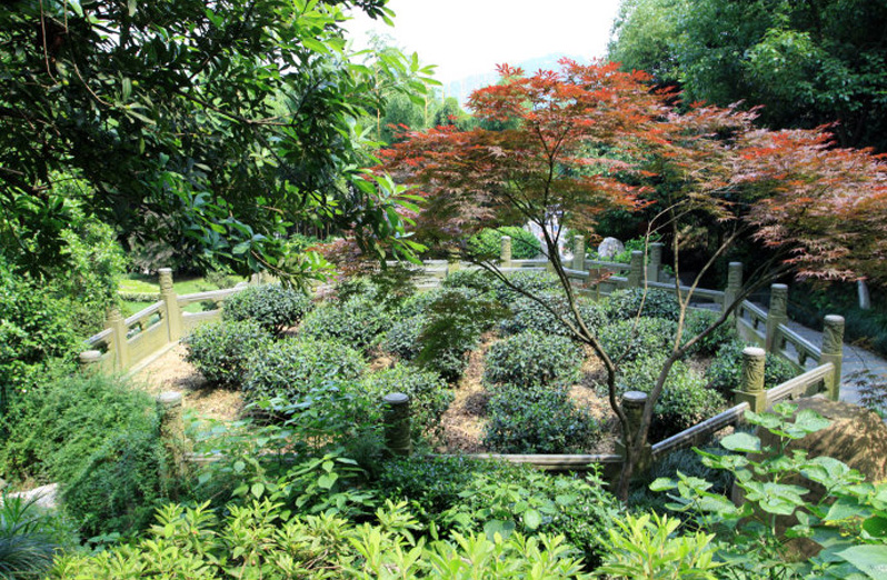 Xi Hu Long Jing | Changsha Wufeng Tea Co.,Ltd