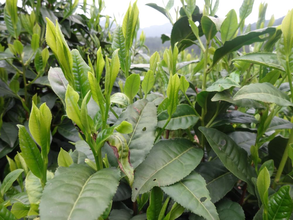 Huang Shan Mao Feng | Changsha Wufeng Tea Co.,Ltd