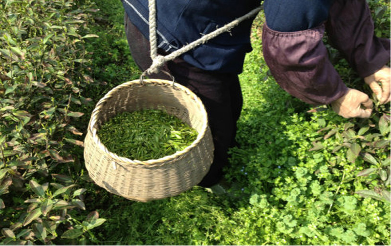 Xi Hu Long Jing | Changsha Wufeng Tea Co.,Ltd
