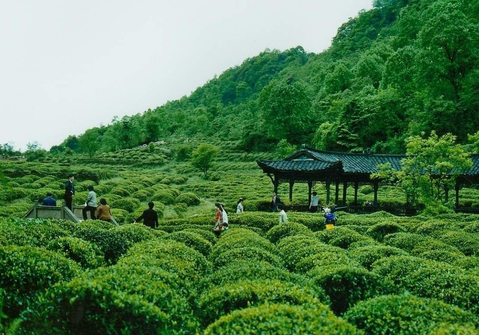 Changsha Wufeng Tea Co.,Ltd