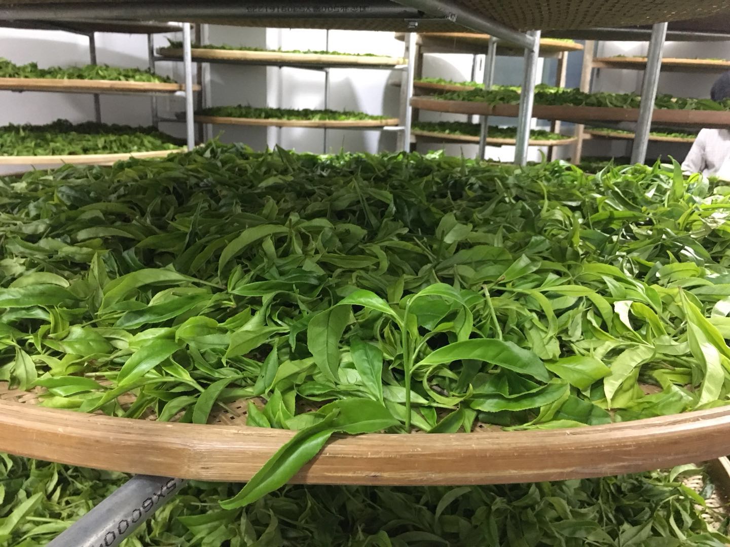Lao Cong Bamboo Leaf Phoenix Dan Cong | Changsha Wufeng Tea Co.,Ltd
