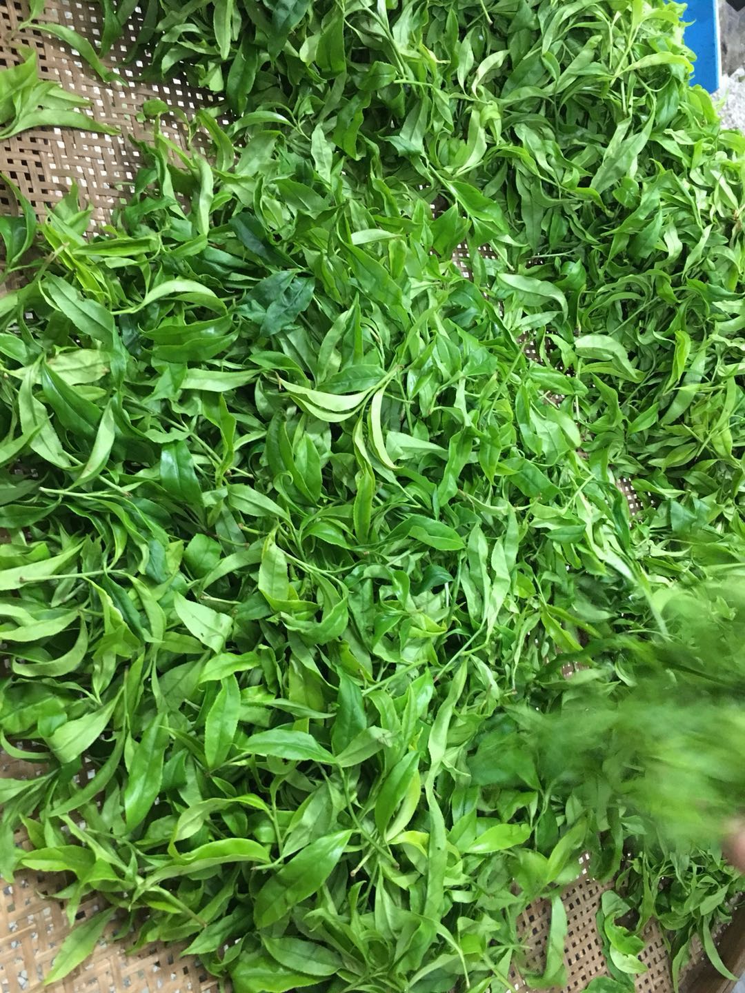 Lao Cong Bamboo Leaf Phoenix Dan Cong | Changsha Wufeng Tea Co.,Ltd