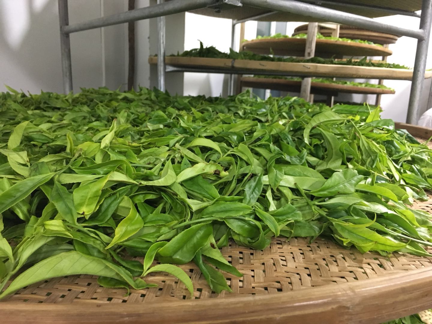 Lao Cong Bamboo Leaf Phoenix Dan Cong | Changsha Wufeng Tea Co.,Ltd