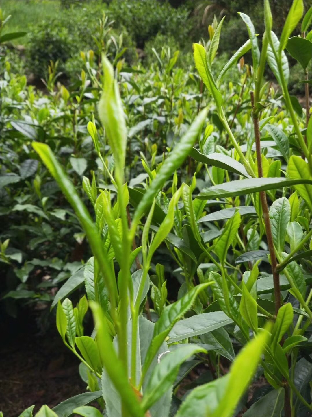 The Traditional Processing of Tai Ping Kou Kui | Changsha Wufeng Tea Co ...