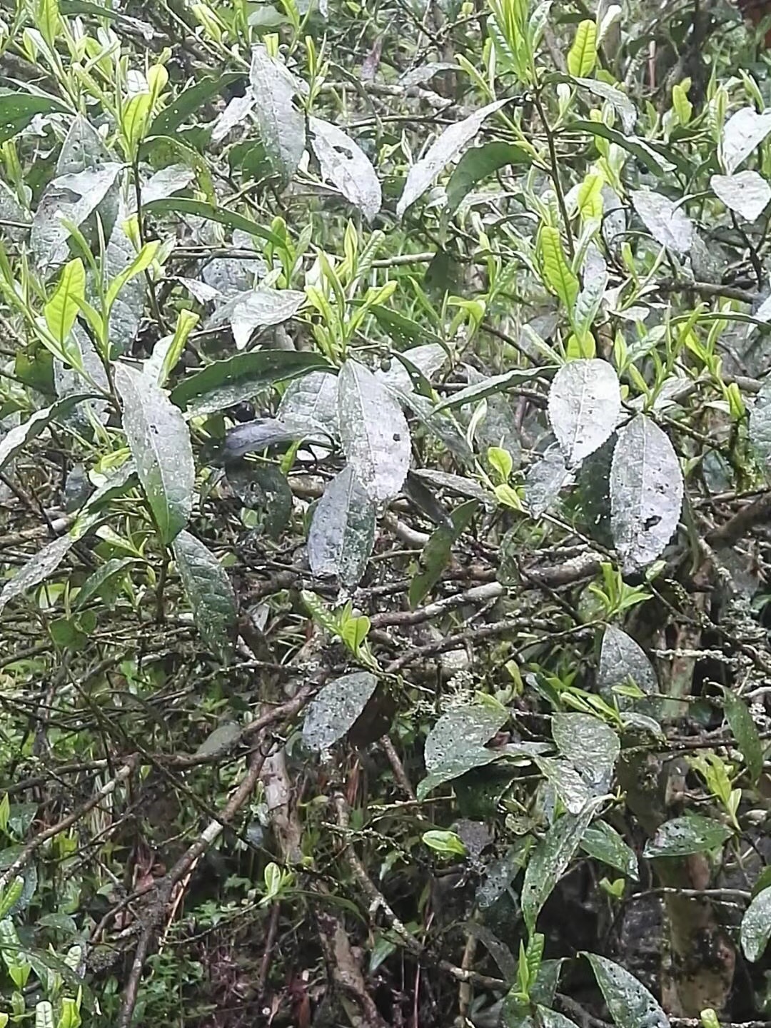 Natural Growing Tea Trees in South Hunan | Changsha Wufeng Tea Co.,Ltd