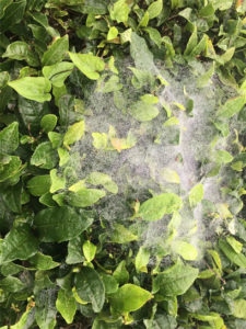 Spiders in the Ecological Tea Garden | Changsha Wufeng Tea Co.,Ltd