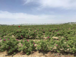 Rose damas | Changsha Wufeng Tea Co.,Ltd