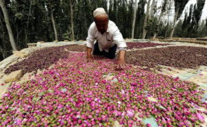 Rose damas | Changsha Wufeng Tea Co.,Ltd