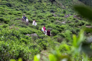 The Story of Jin Jun Mei | Changsha Wufeng Tea Co.,Ltd