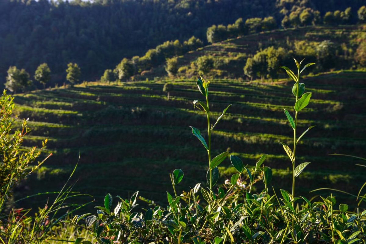 One of the most beautiful tea villages in Anxi China | Changsha Wufeng ...