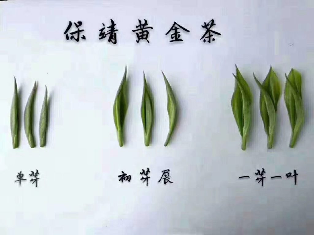 The Plucking Standard of Chinese Tea | Changsha Wufeng Tea Co.,Ltd