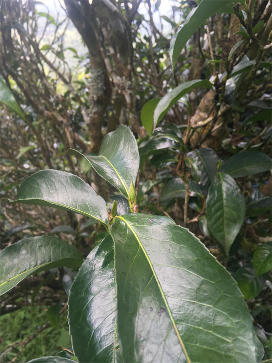 Da Xue Shan Wild Tree Sheng Pu erh | China teas