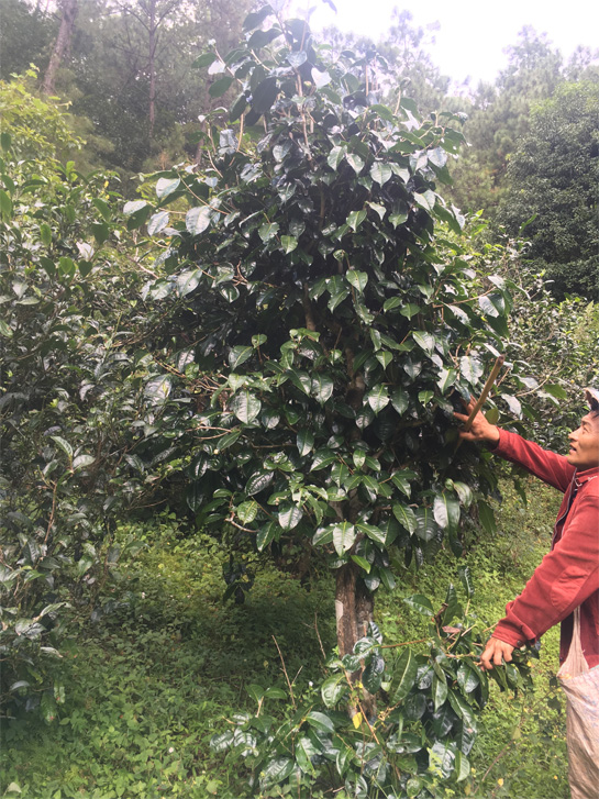 Da Xue Shan Wild Tree Sheng Pu erh | China teas